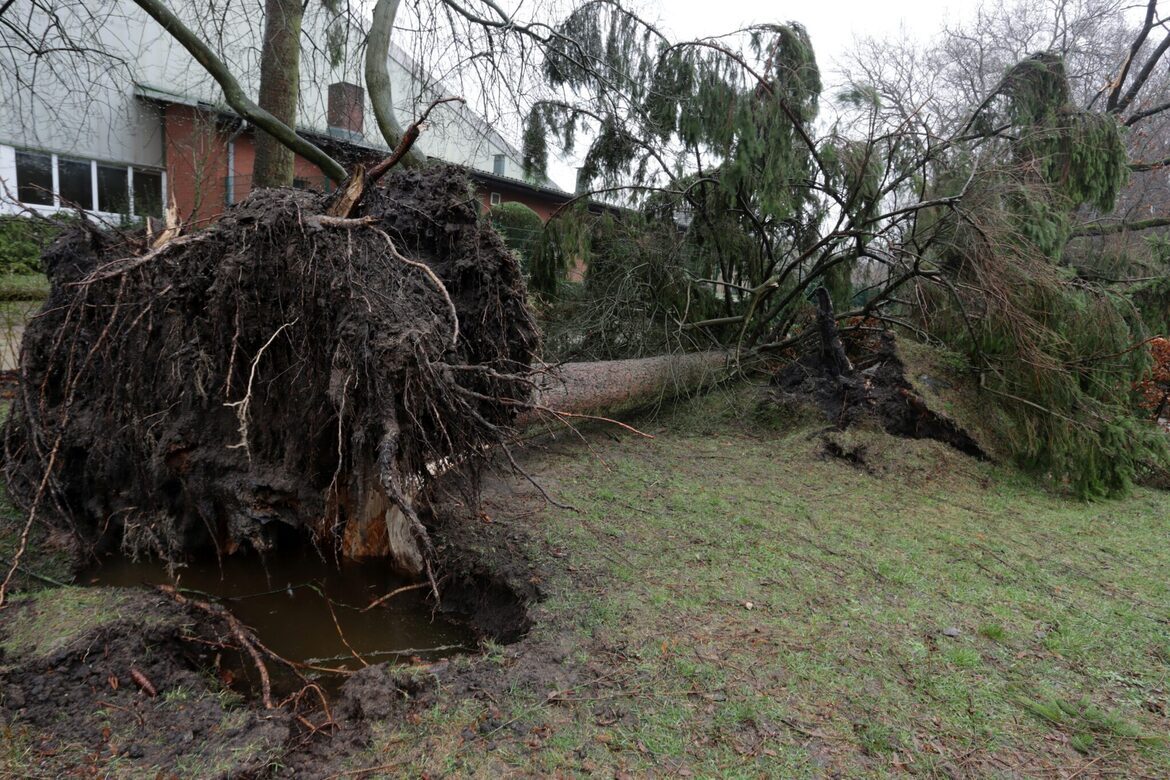 Who is Responsible When a Tree Falls onto your Property?